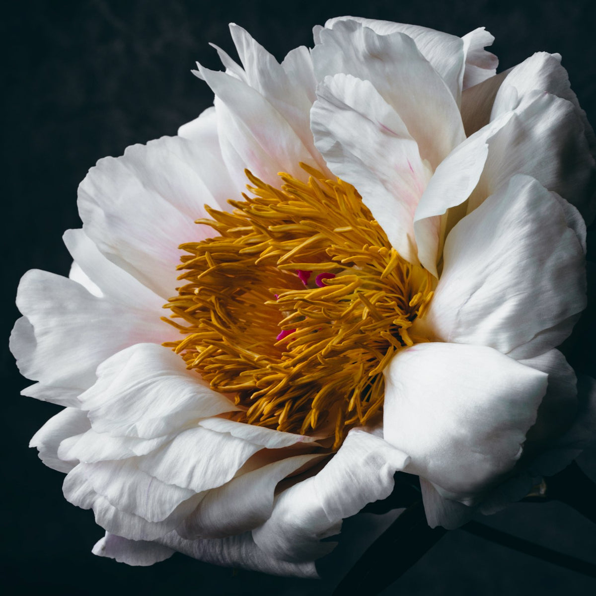 Late Spring flower prints | fine art flower photography — ELENA DRAGOI