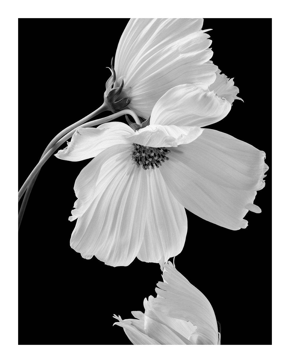Black And White Flower Photography Prints
